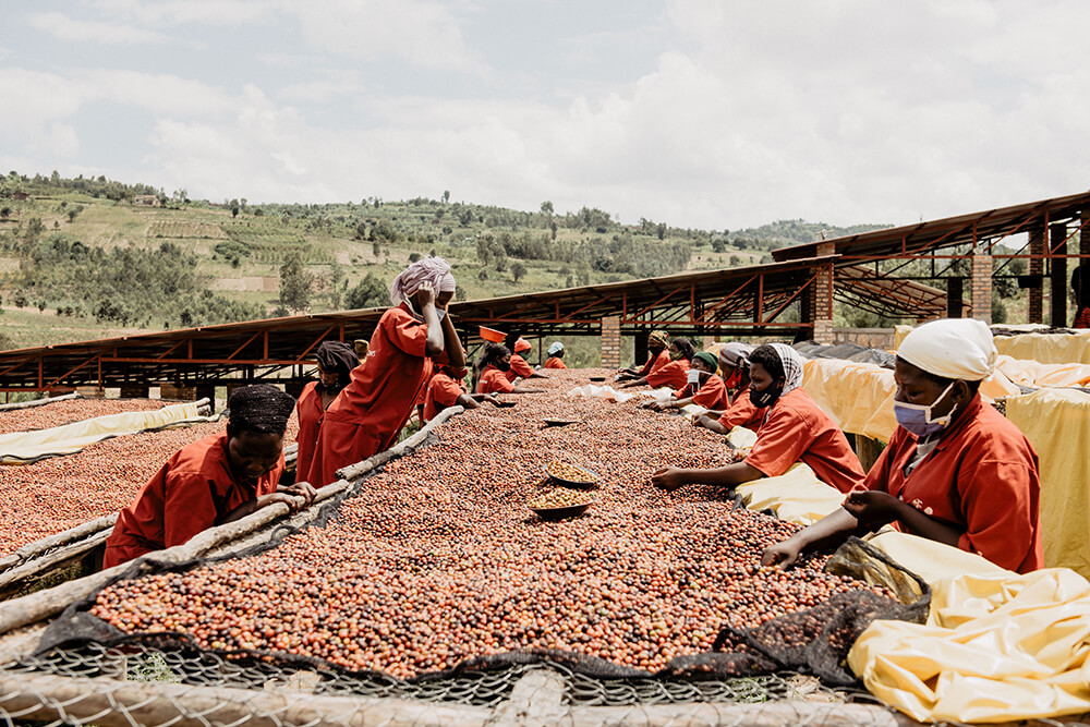 The New Single Estate Grown by Women Is Our Way to Honor Them | Coffee ...
